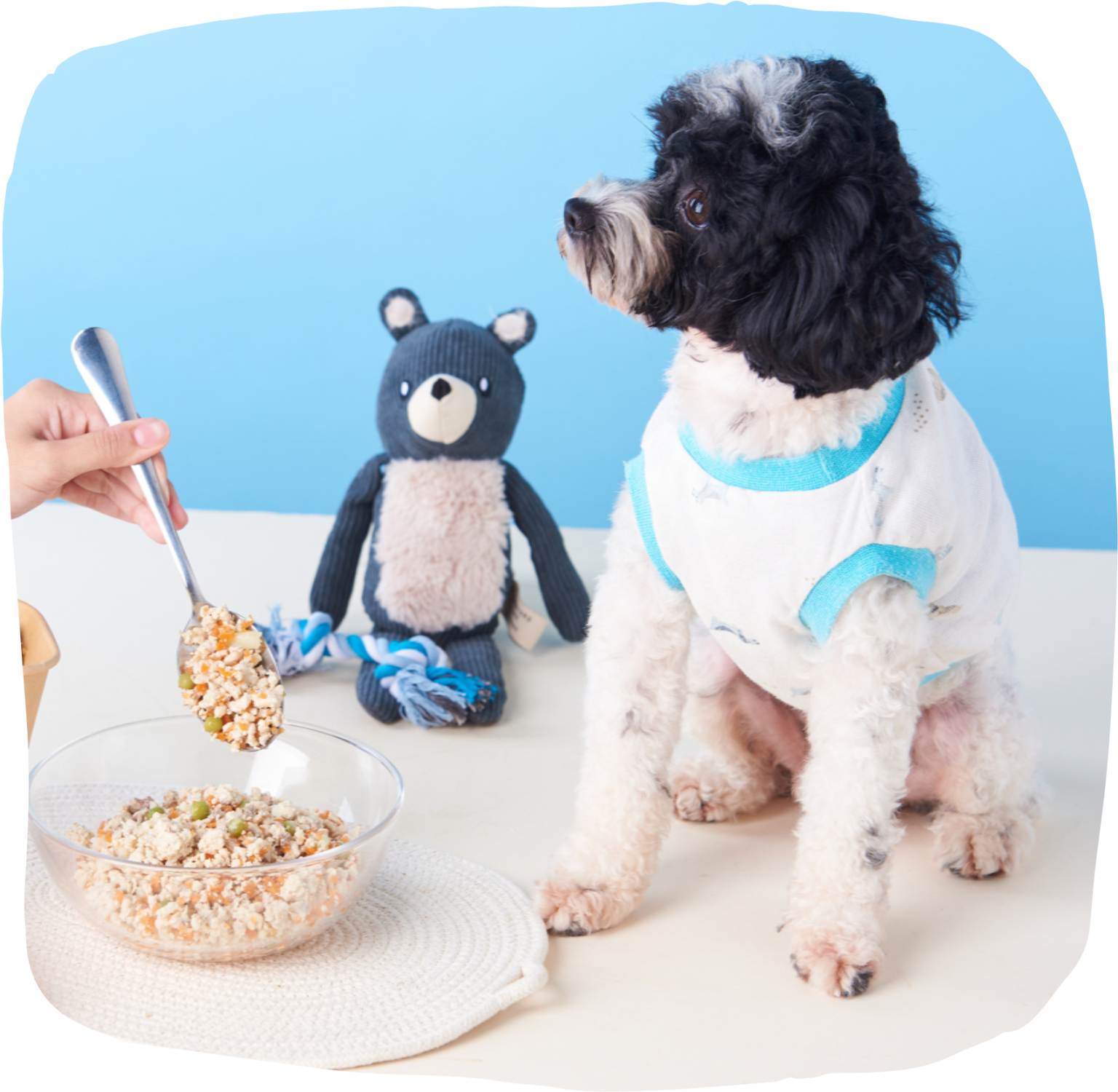 Bailey’s Bento – Fresh food made for dogs