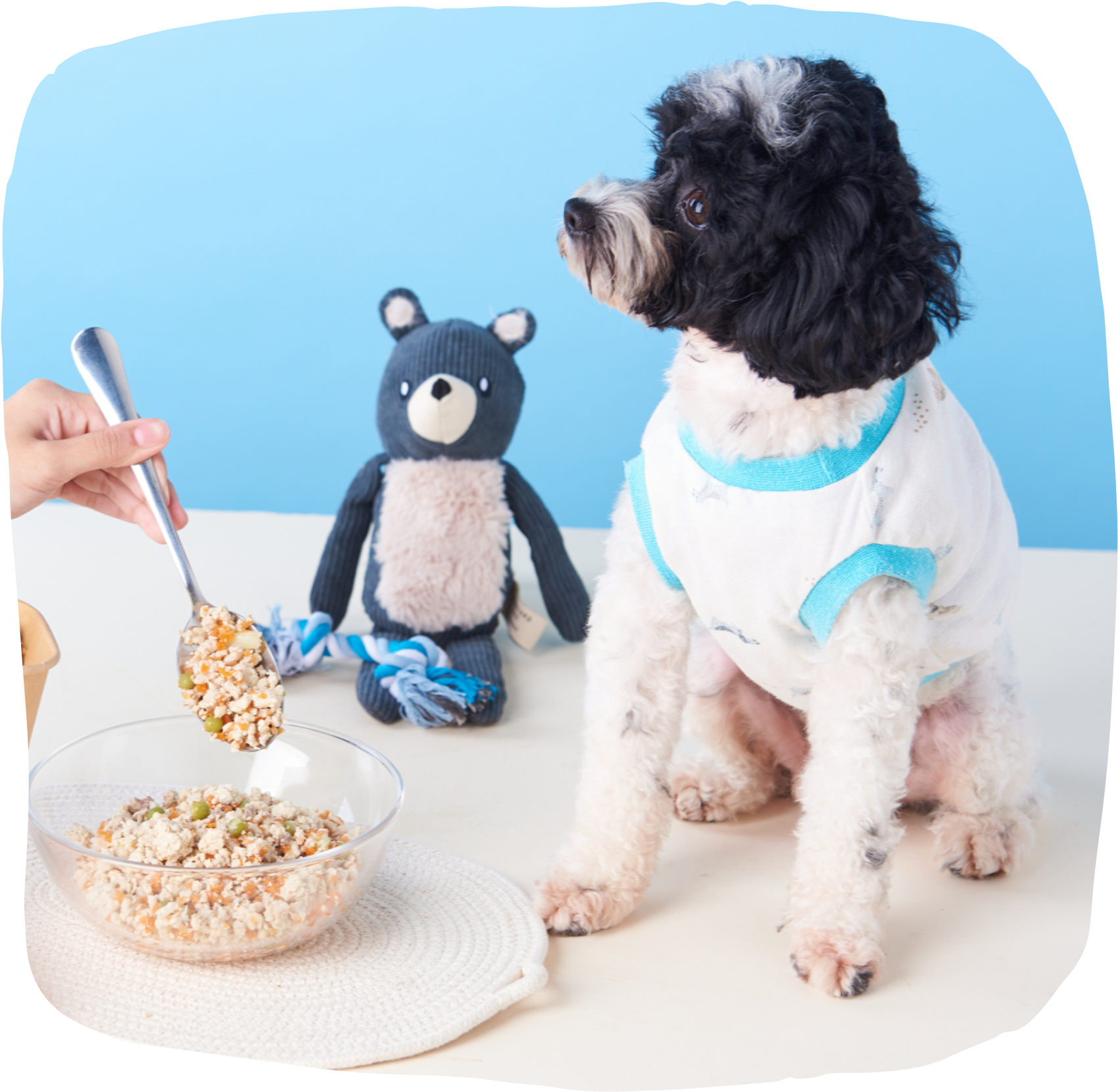 Bailey’s Bento – Fresh food made for dogs